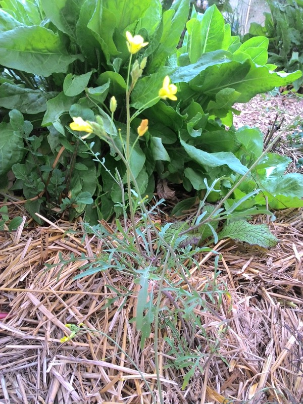 Learning to Garden God’s Way—The Economy of Perennials – Learning To ...